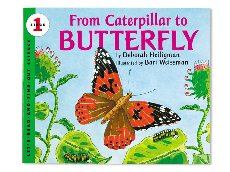 Caterpillar To Butterfly