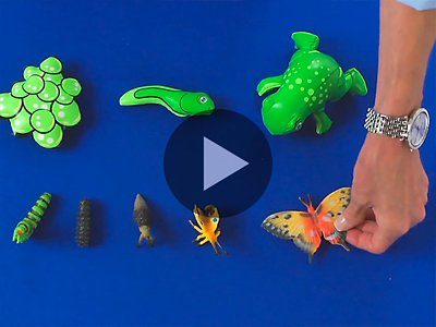 Life Cycles Theme Box at Lakeshore Learning