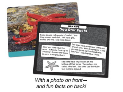Sea Life Specimen Center at Lakeshore Learning