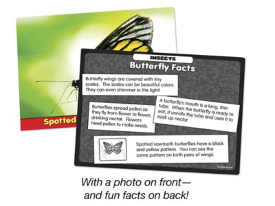 Insects Specimen Center at Lakeshore Learning