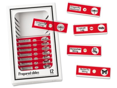 Insects Prepared Slide Kit at Lakeshore Learning