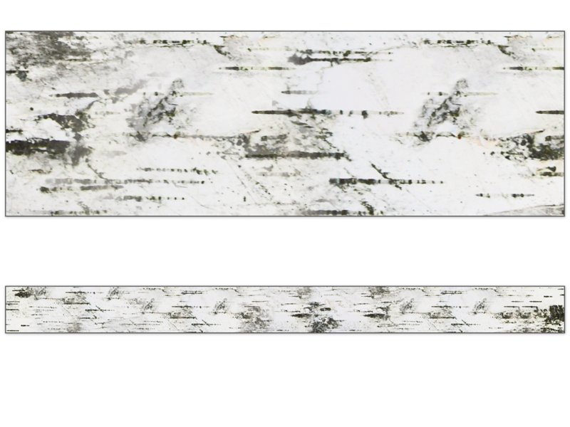 Birch Tree Art Border For Publisher