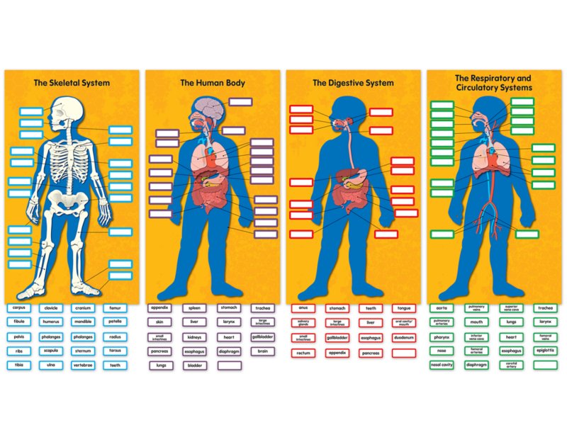 Human Body Bulletin Board Set at Lakeshore Learning