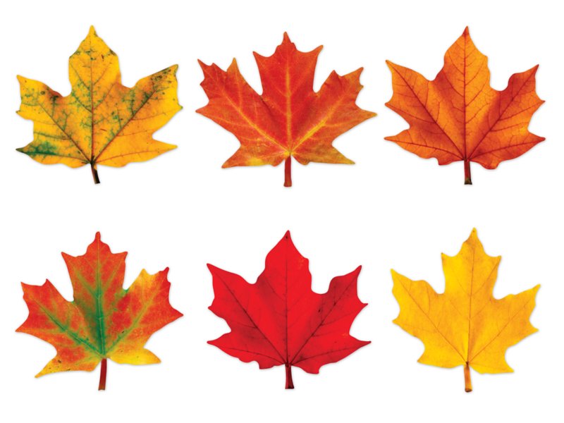 Maple Leaf Mini Accents at Lakeshore Learning