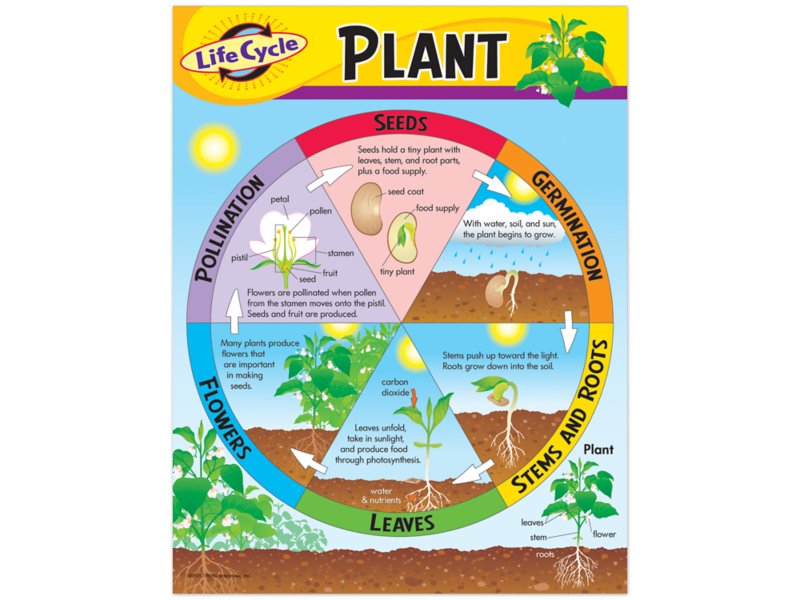Life Cycle of a Plant Poster at Lakeshore Learning