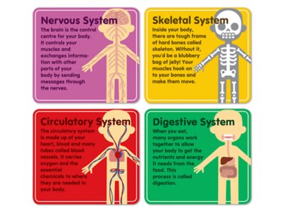 My Body Systems Puzzle Set at Lakeshore Learning