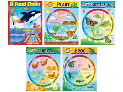 Life Cycles Poster Pack at Lakeshore Learning