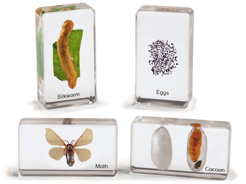 Life Cycle Specimen Set at Lakeshore Learning